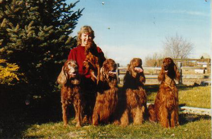 Cairncross Irish Setters